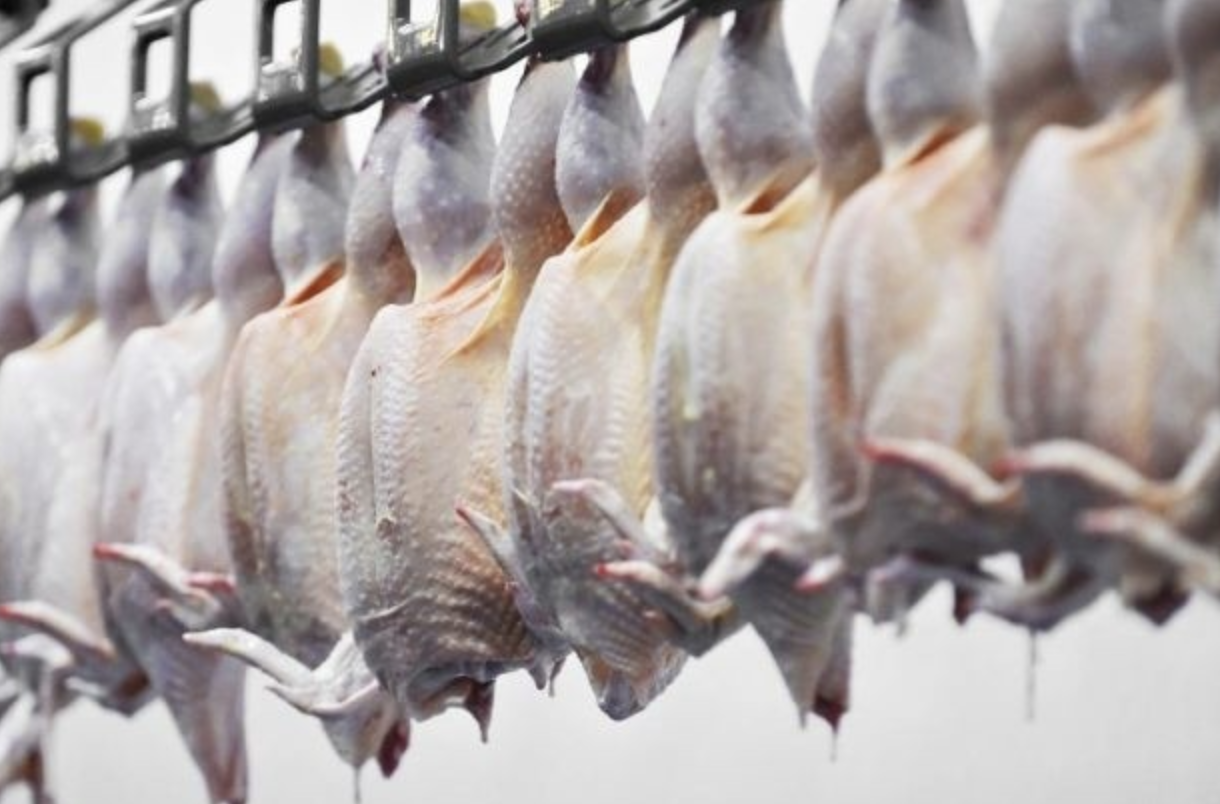 Brazil sent 1 million contaminated chickens to the UK in two years ...