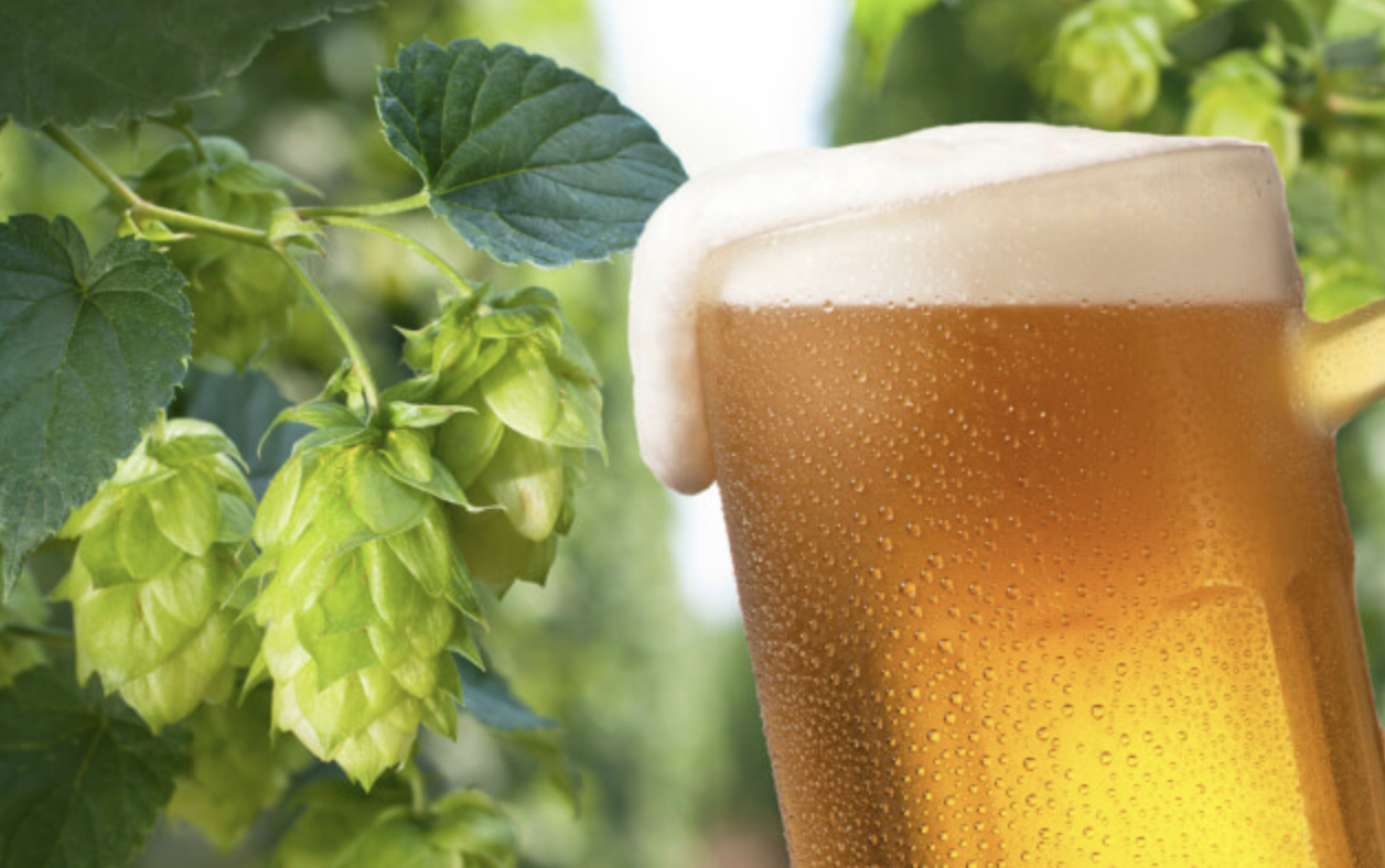 GM Beer Anyone? - TruePublica