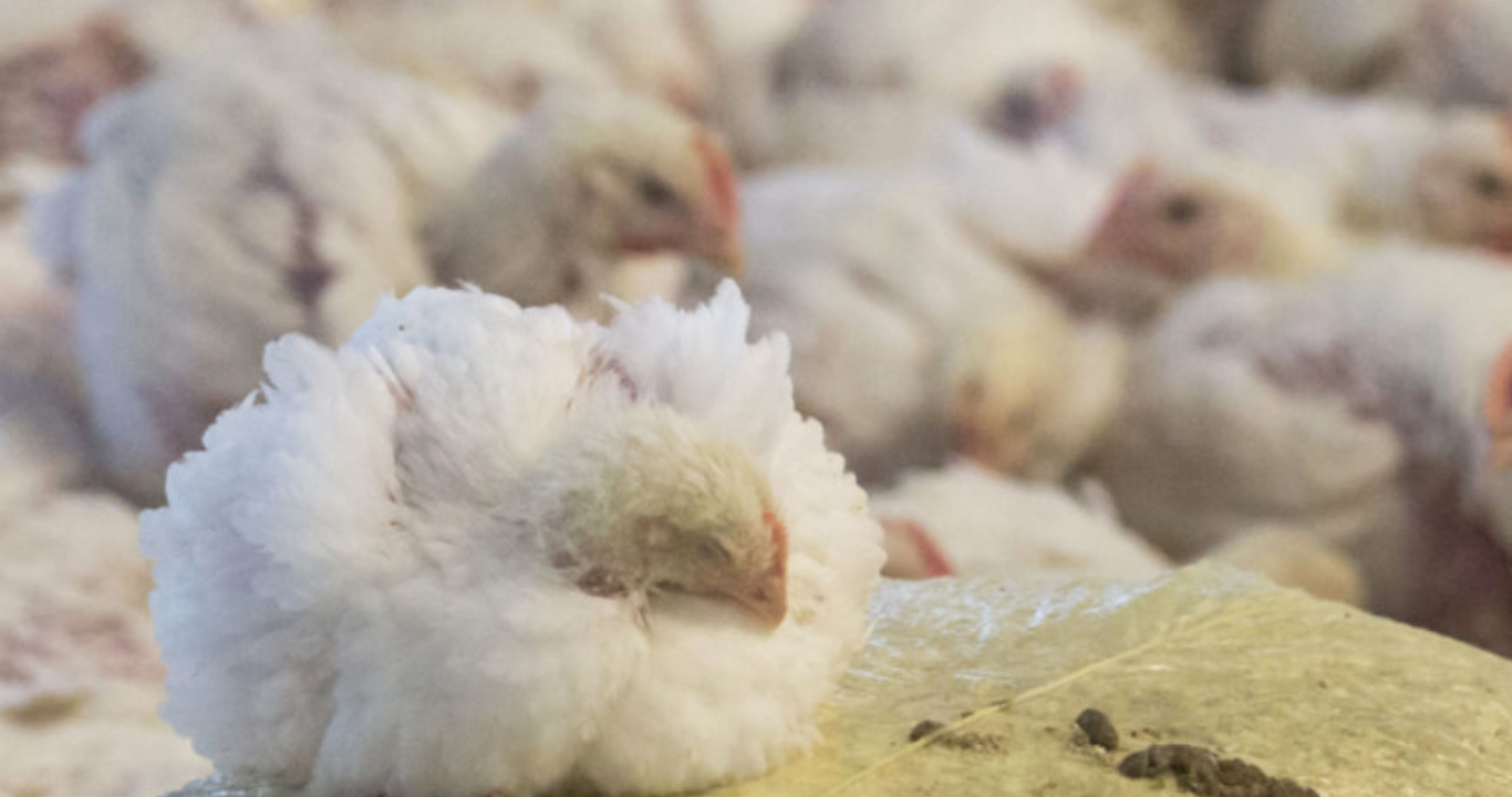 Brexit Mission Creep: Half of UK chickens already produced by US agri ...